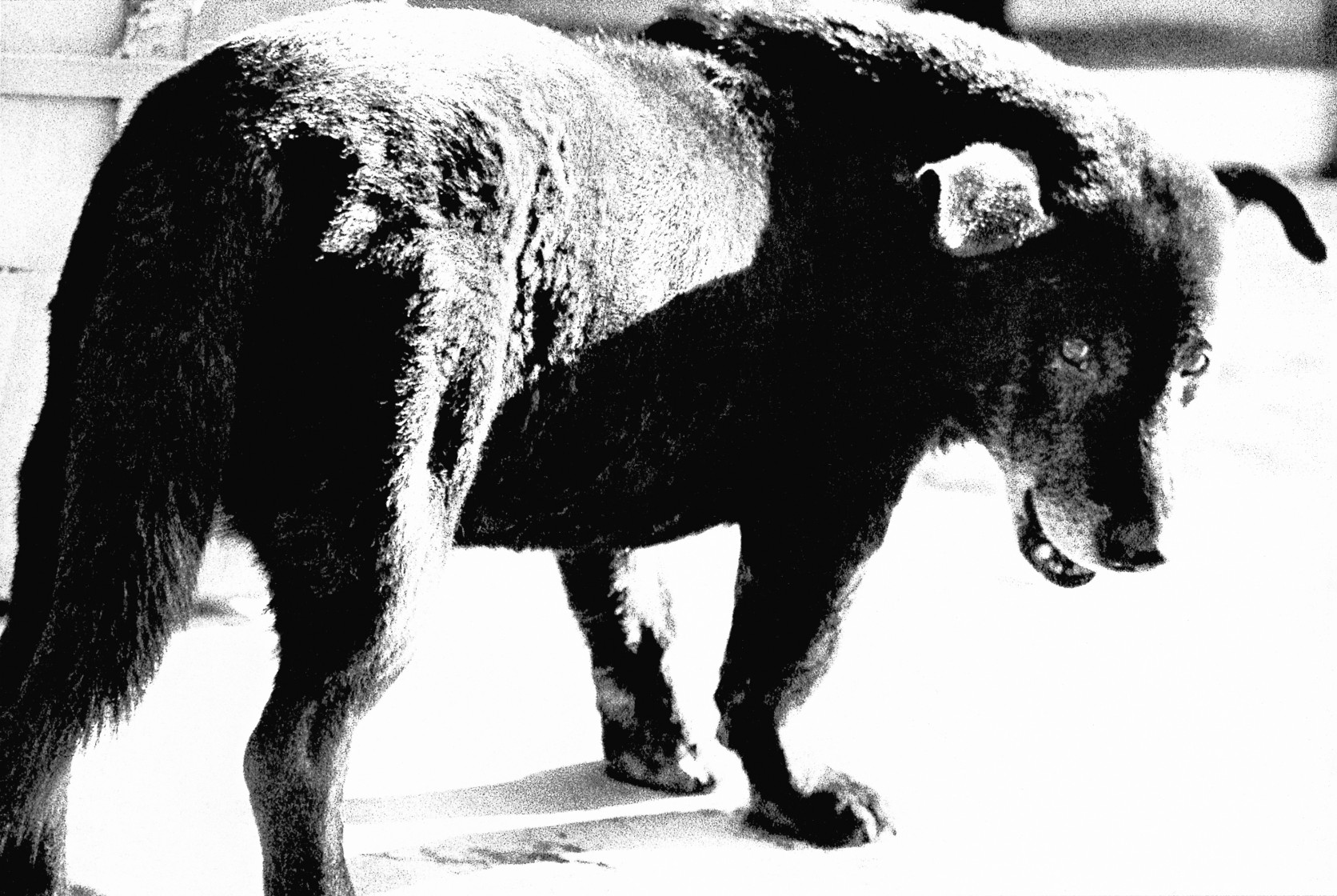 Daido Moriyama - Photo Elysée